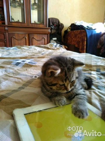 Котенок в добрые руки