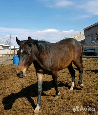 Жеребчик 1 год