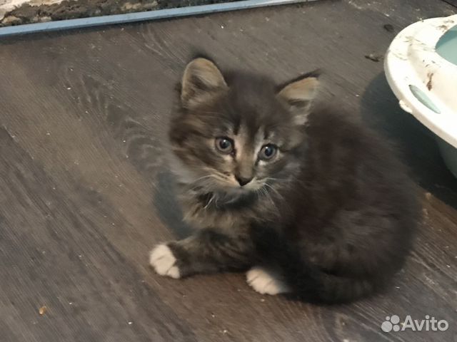 Котятам нужен дом