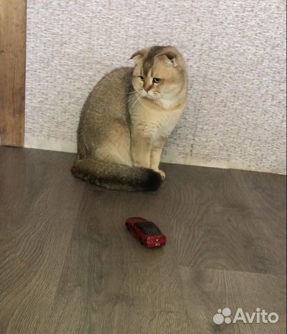 Золотой кот Вязка
