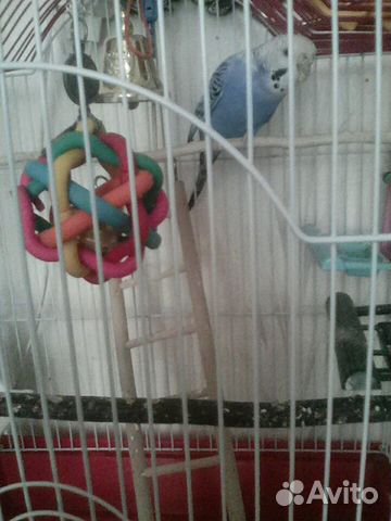 Попугай+клетка