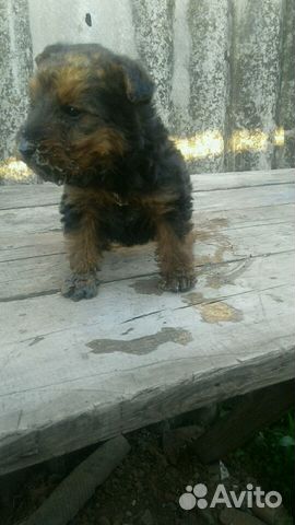 Вельшьтерьер