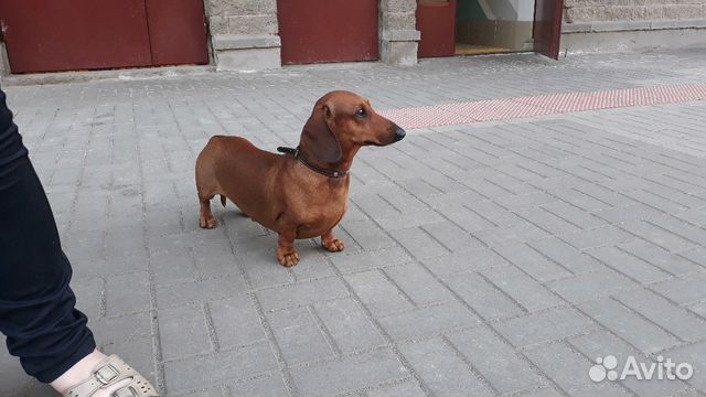 Евгений Петрович ищет невесту,привит есть клеймо,х