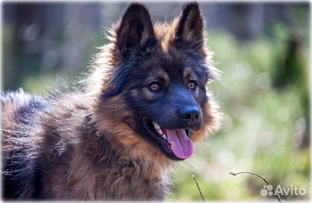 Терри ищет дом