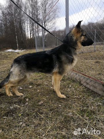 Щенок овчарки, 8 месяцев, в дар