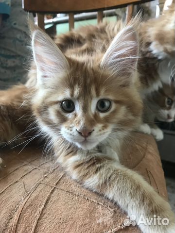 Котята Мэйн-кунята