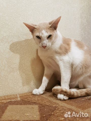 Ориенталочка Зая