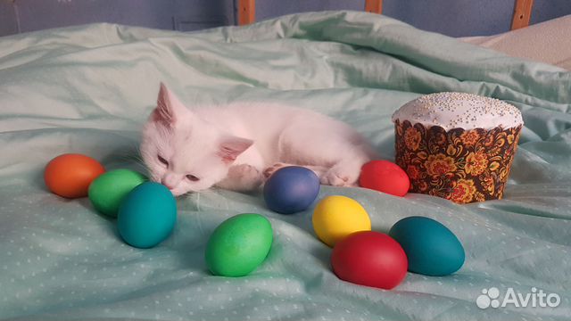 Милая кошечка