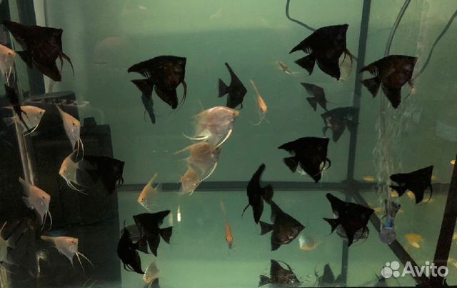 Скалярия черная