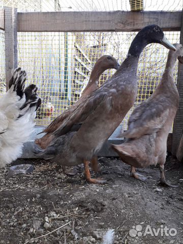 Утки индийские бегуны