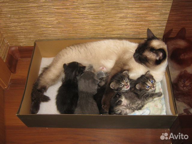 Котята сиамской кошки