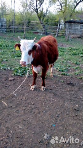 Стельная телочка