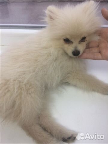 Немецкий шпиц