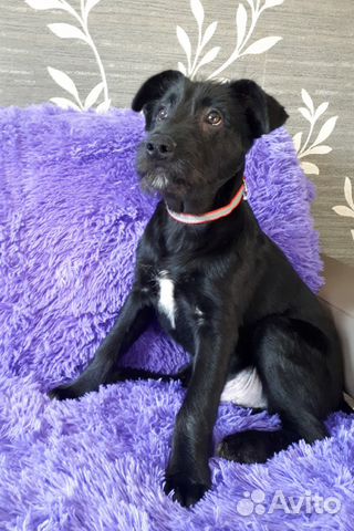 Сеня ищет хозяина и дом