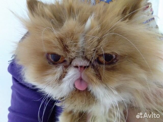 Персидская кошка ищет дом
