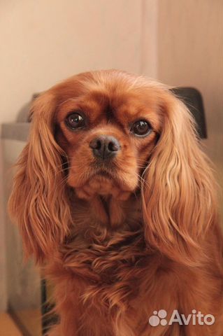 Кавалер Кинг Чарльз из профессионального питомника