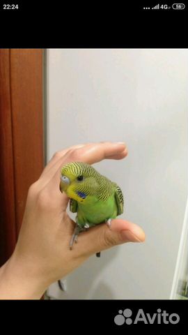 Ручной волнистый попугай. Птенец. Самочка