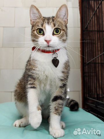 Котёнок