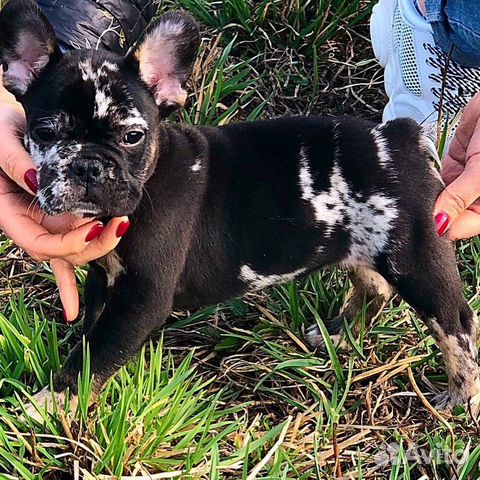 Волшебные щенки французского бульдога