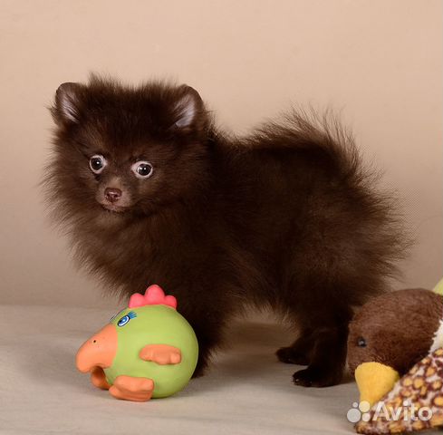 Шоколадный миник