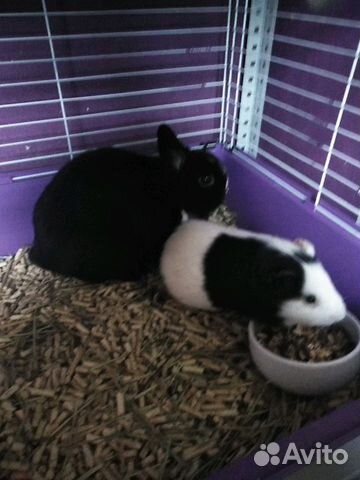 Морская свинка и кролик