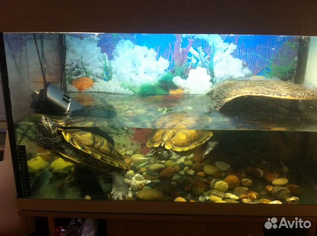 Красноухие черепашки