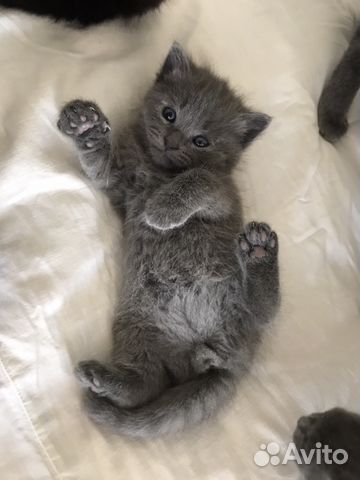 Манчкин нестандарт