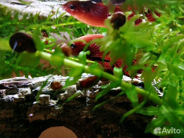 Анциструс. Аквариум. Рыбы