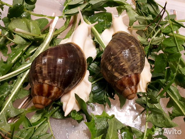 Улитка ахатина ретикулята, архахатина бенин