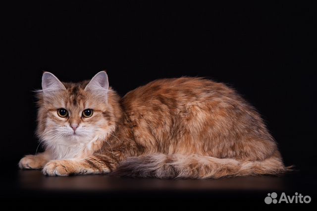 Золотой сибирский котик