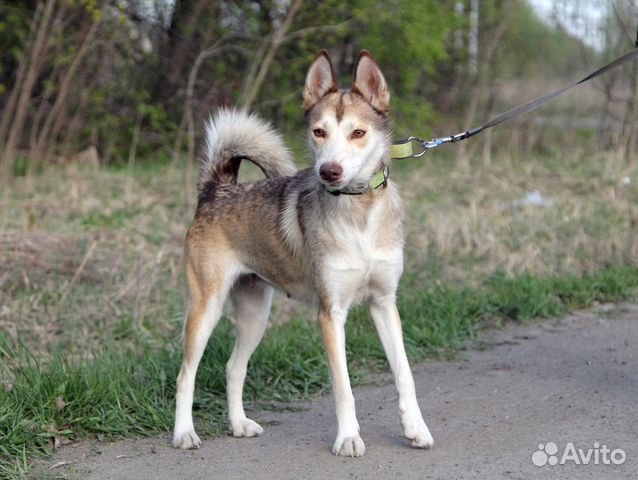 Грациозная Бэлль