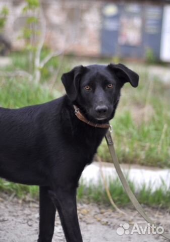 Черная красотка