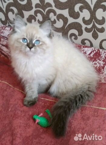 Невская маскарадная