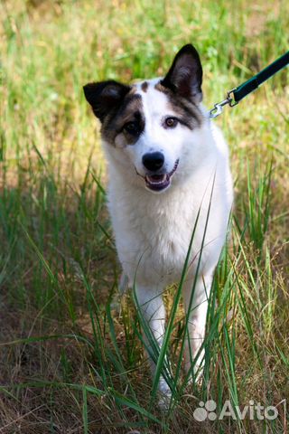 Герда-молодая собака в любящую семью