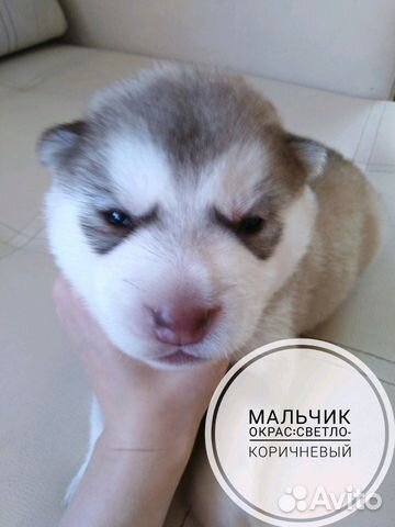 Хаски