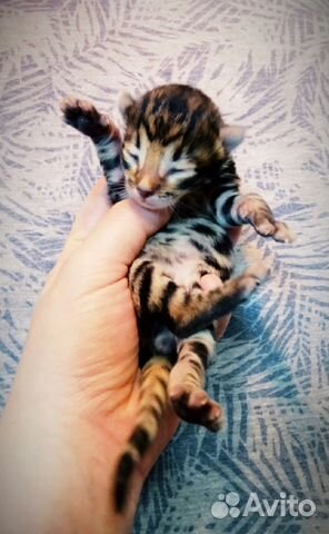 Бенгальская девчонка