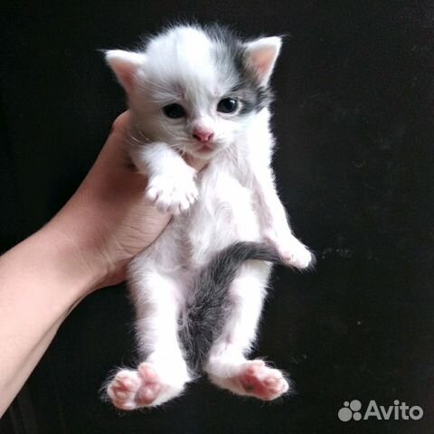 Котенок далматинец