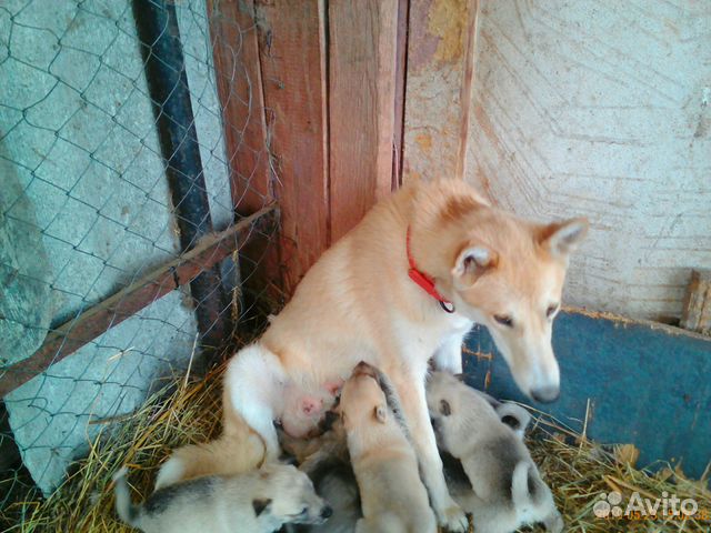 Щенки западно-сибирской лайки