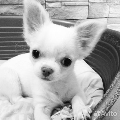 Нежный бело-кремовый зефирчик