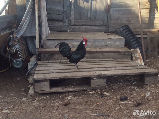 Бентамки - бентам ява