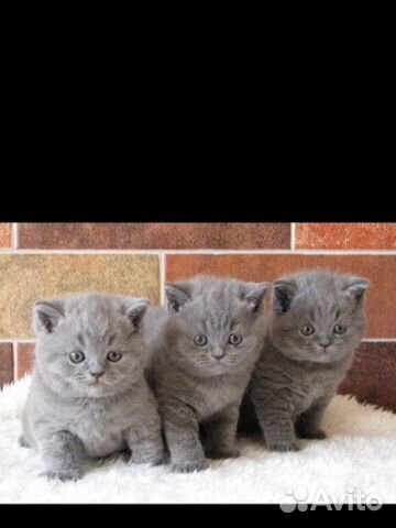 Шотландцы сладкие