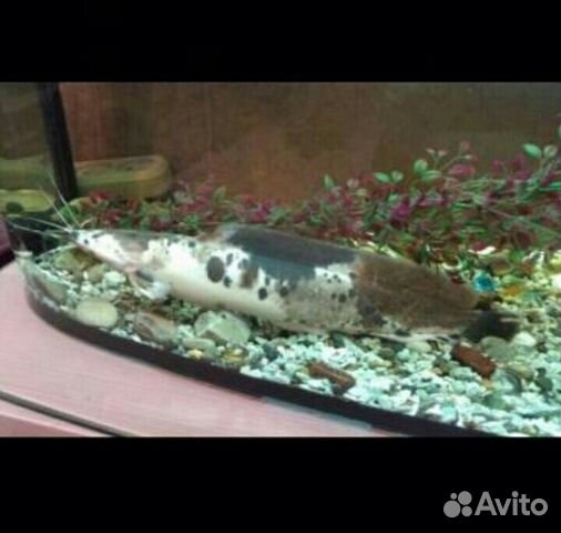 Ангольский клариус и астронотус Gold Oscar