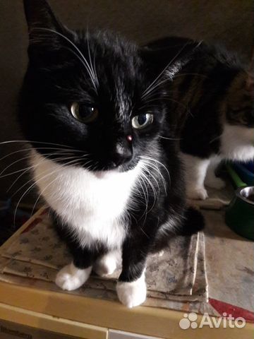 Черная кошечка в заботливые руки