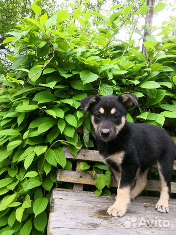 Щенок