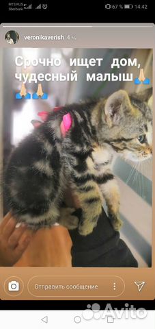 Ищет дом котенок