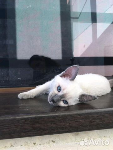 Продаются тайские котята