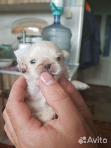 Щенки королевского пекинеса