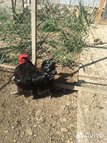 Продам или поменяю петухов на курочек