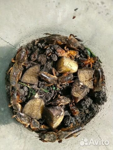 Медведки живые