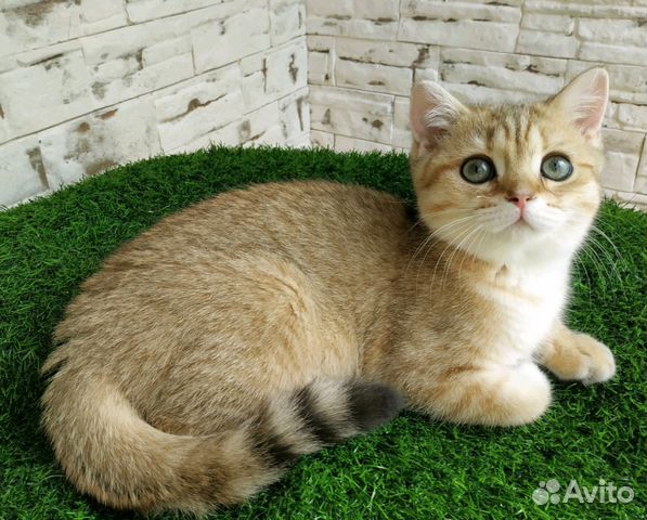 Британский котик ny24